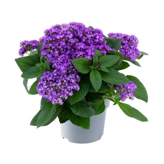 HELIOTROP HONEY BLUE | Heliotropium arborescens | Florens Market